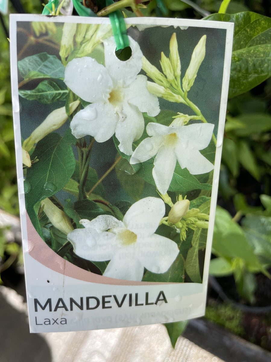 Mandevilla Laxa Kaufen
