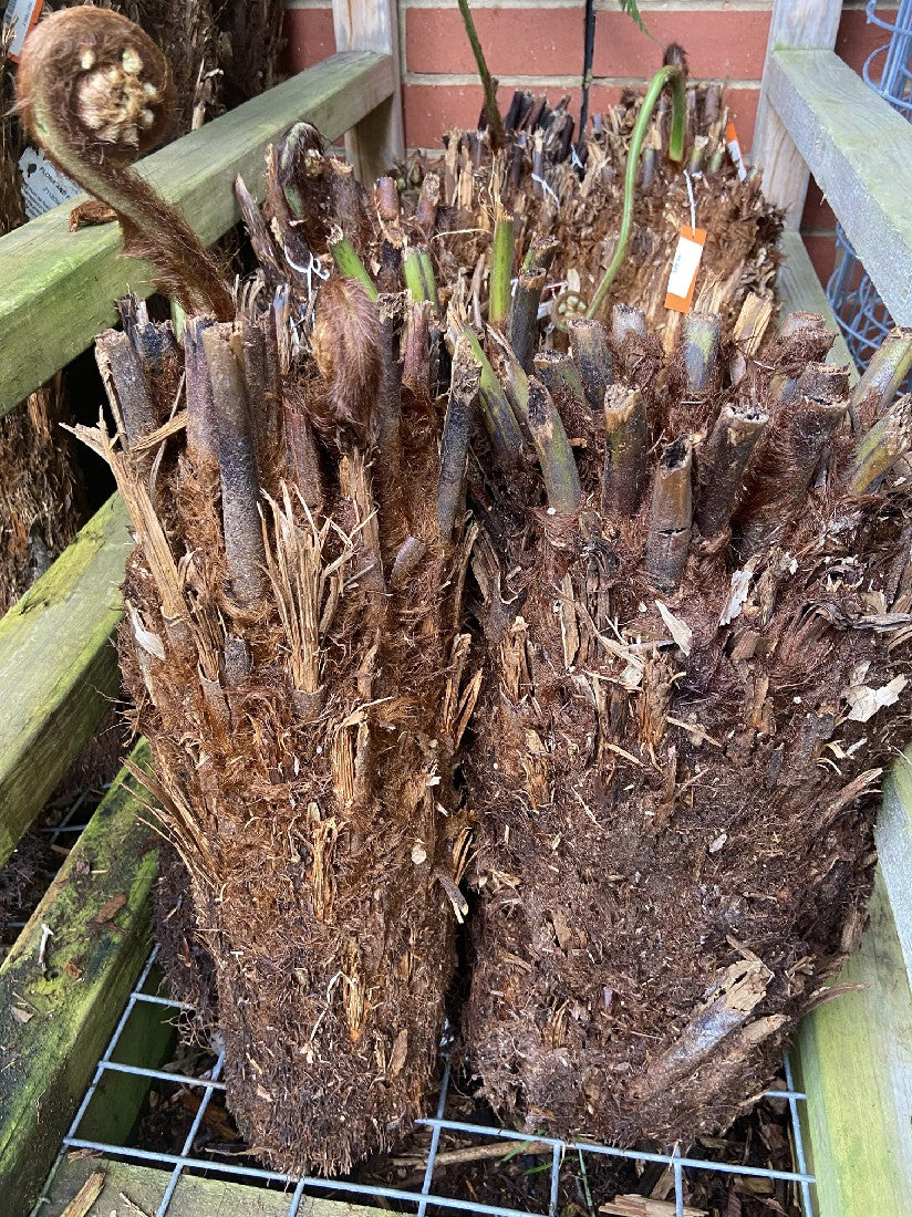 TREE FERN 1 FOOT – Poyntons Nursery