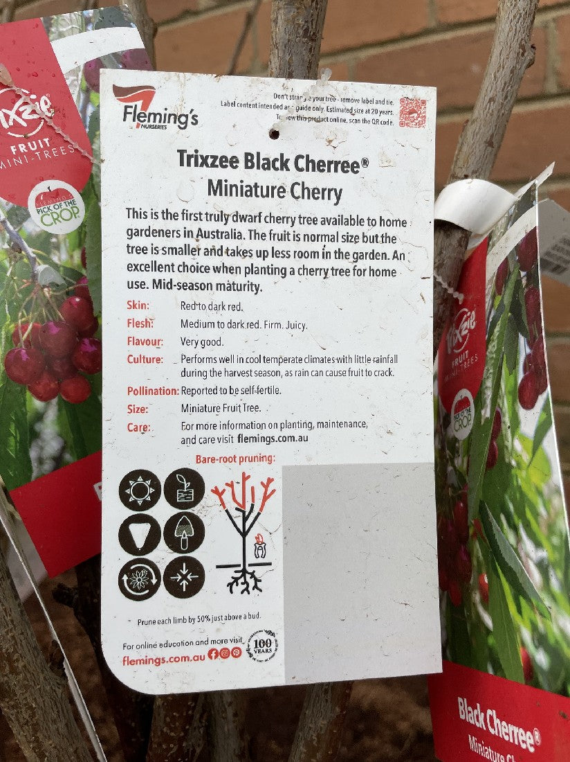 CHERRY TRIXZIE BLACK CHERREE MINIATURE BARE ROOT – Poyntons Nursery