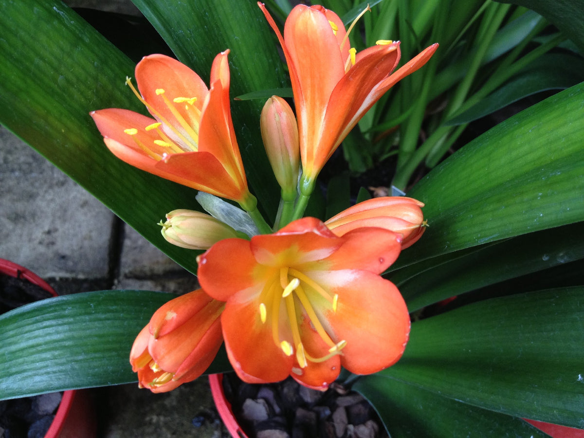 CLIVIA BELGIUM HYBRID 14CM – Poyntons Nursery