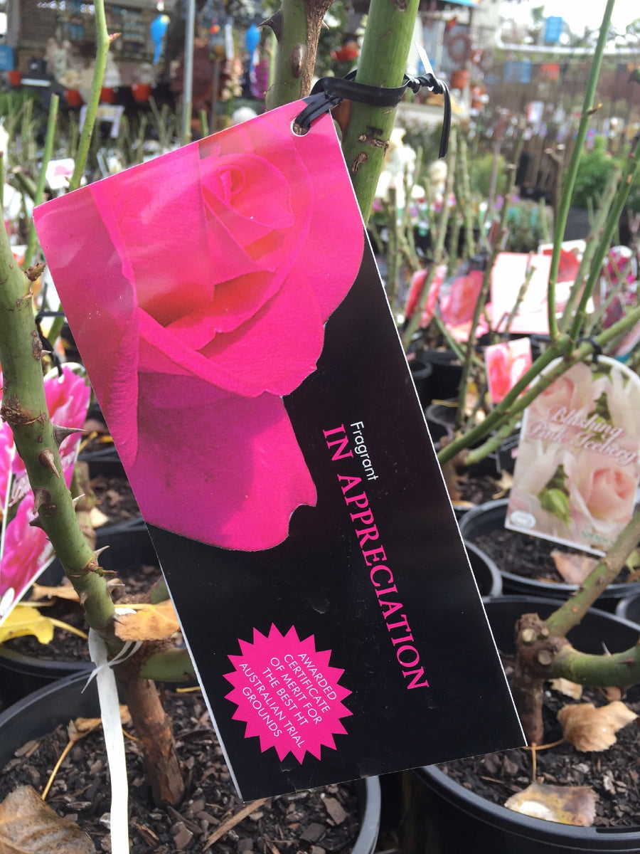 ROSE IN APPRECIATION BARE ROOT – Poyntons Nursery