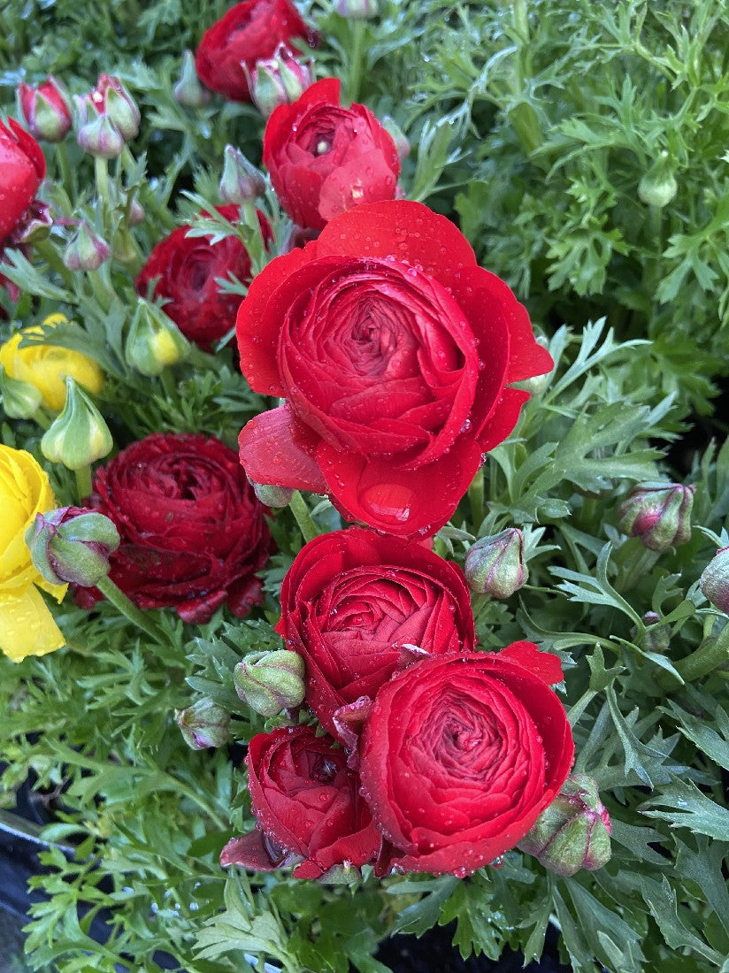 RANUNCULUS ASSORTED 14CM – Poyntons Nursery