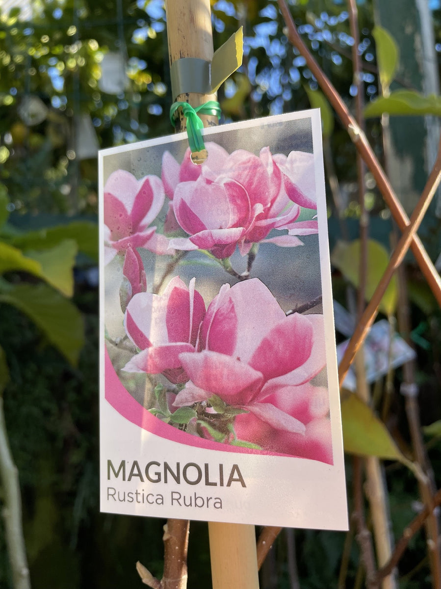 MAGNOLIA RUSTICA RUBRA 20CM – Poyntons Nursery