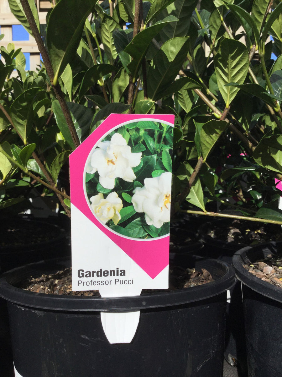 GARDENIA PROFESSOR PUCCI 20CM – Poyntons Nursery