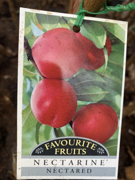 NECTARINE NECTARED 33CM – Poyntons Nursery