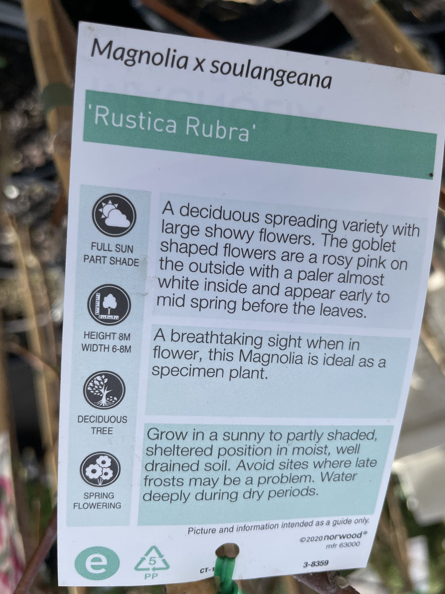 MAGNOLIA RUSTICA RUBRA 25CM – Poyntons Nursery