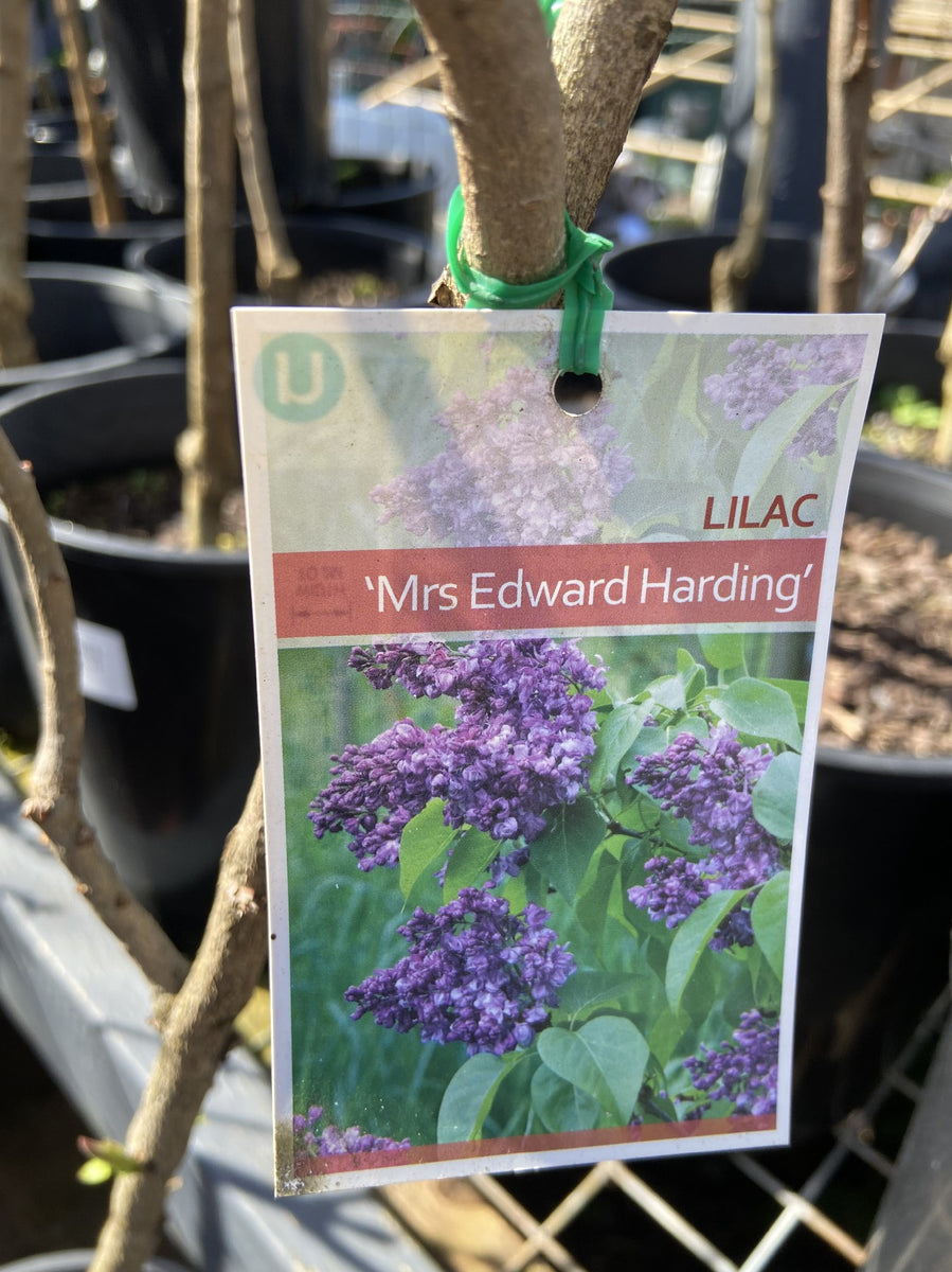 LILAC SYRINGA MRS EDWARD HARDING 25CM – Poyntons Nursery