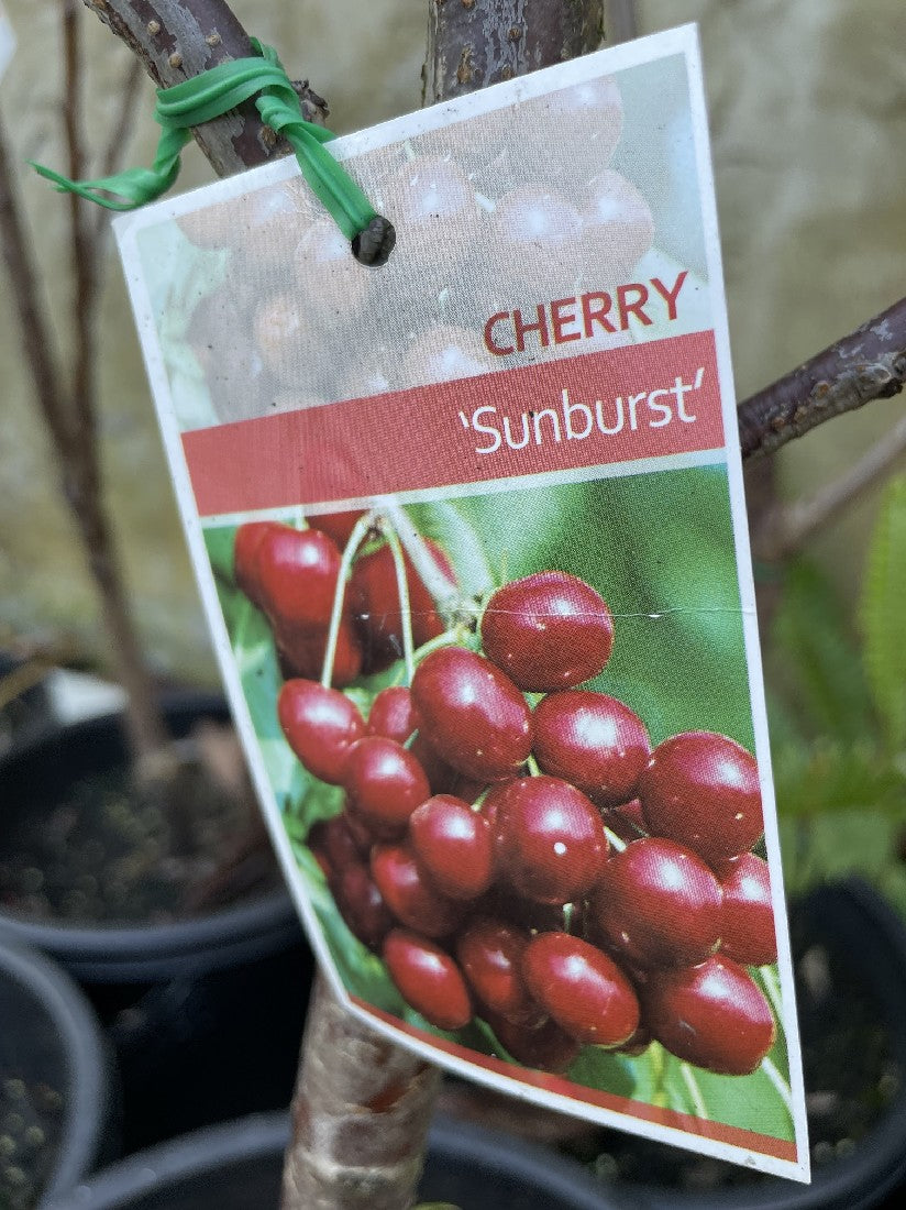 CHERRY SUNBURST 33CM – Poyntons Nursery