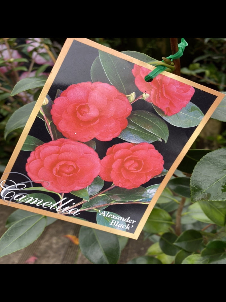 CAMELLIA ALEXANDER BLACK 20CM – Poyntons Nursery