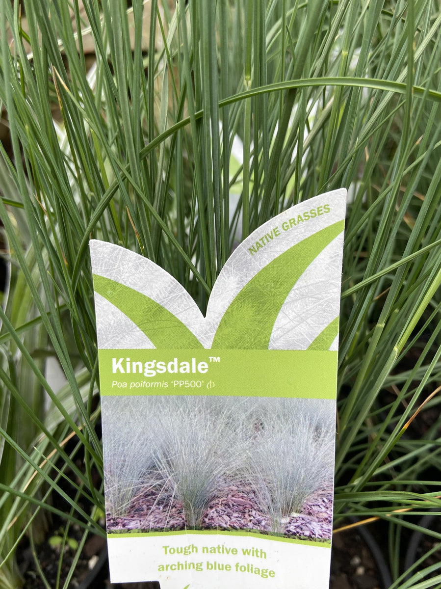 POA KINGSDALE 14CM – Poyntons Nursery