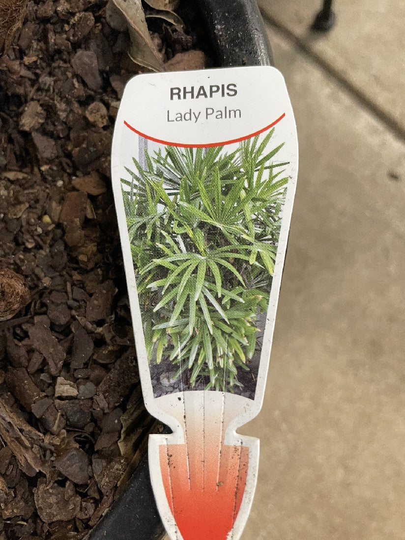 RHAPIS EXCELSA 30CM – Poyntons Nursery