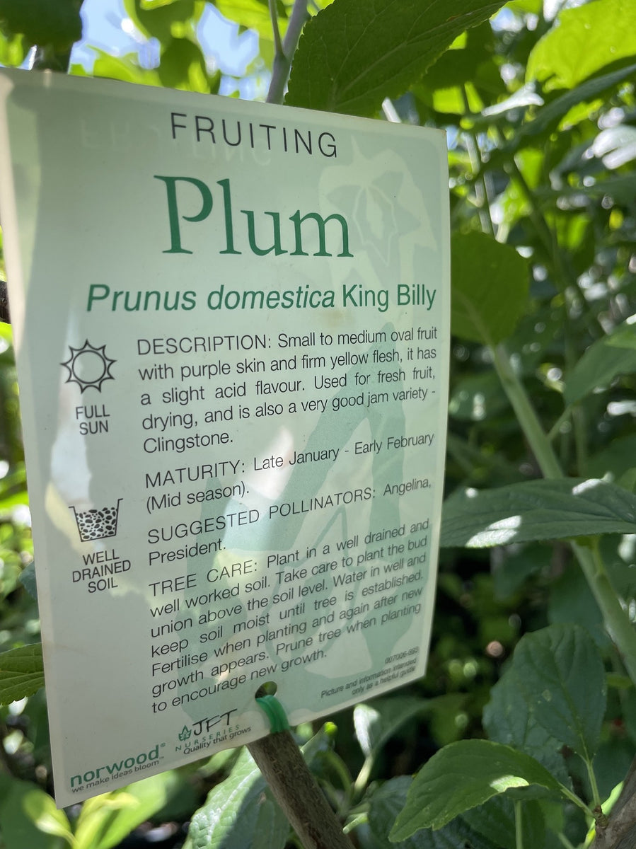 PLUM KING BILLY 33CM – Poyntons Nursery