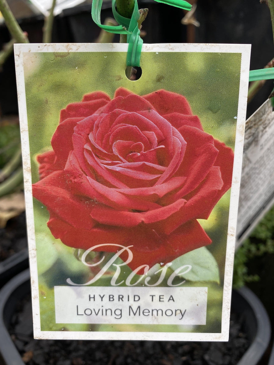 ROSE LOVING MEMORY BARE ROOT – Poyntons Nursery