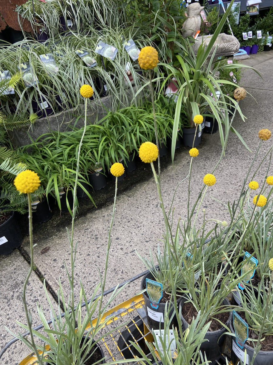 PYCNOSORUS BILLY BUTTONS 14CM – Poyntons Nursery
