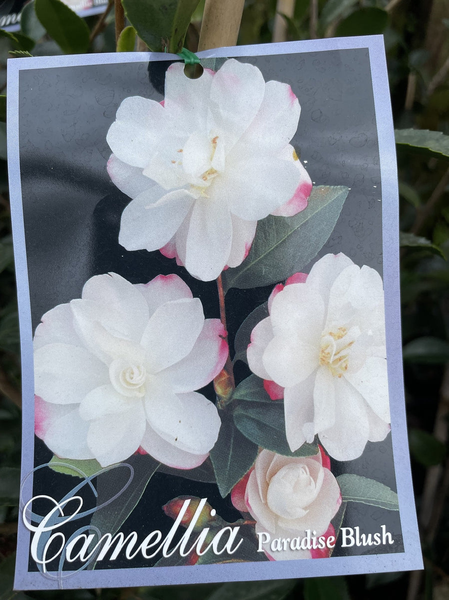 CAMELLIA PARADISE BLUSH 25CM – Poyntons Nursery