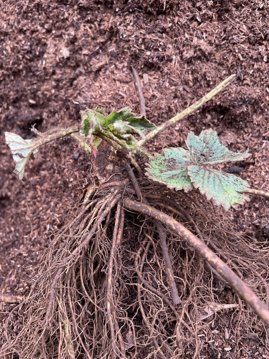 STRAWBERRY RED GAUNTLET BUNDLE X 10 – Poyntons Nursery