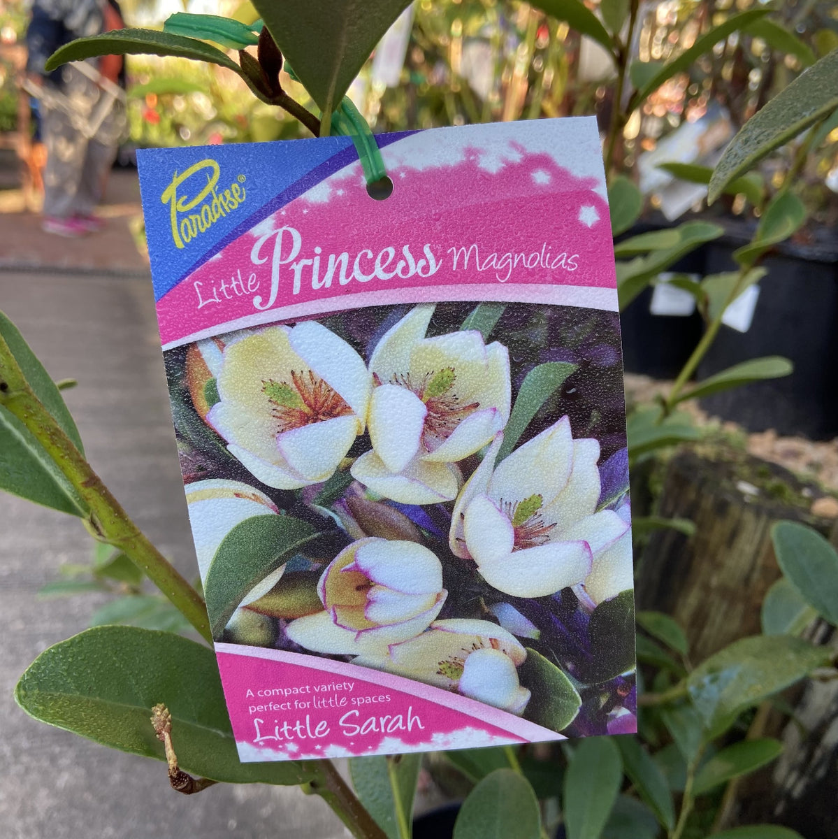 MAGNOLIA LITTLE SARAH 18CM – Poyntons Nursery