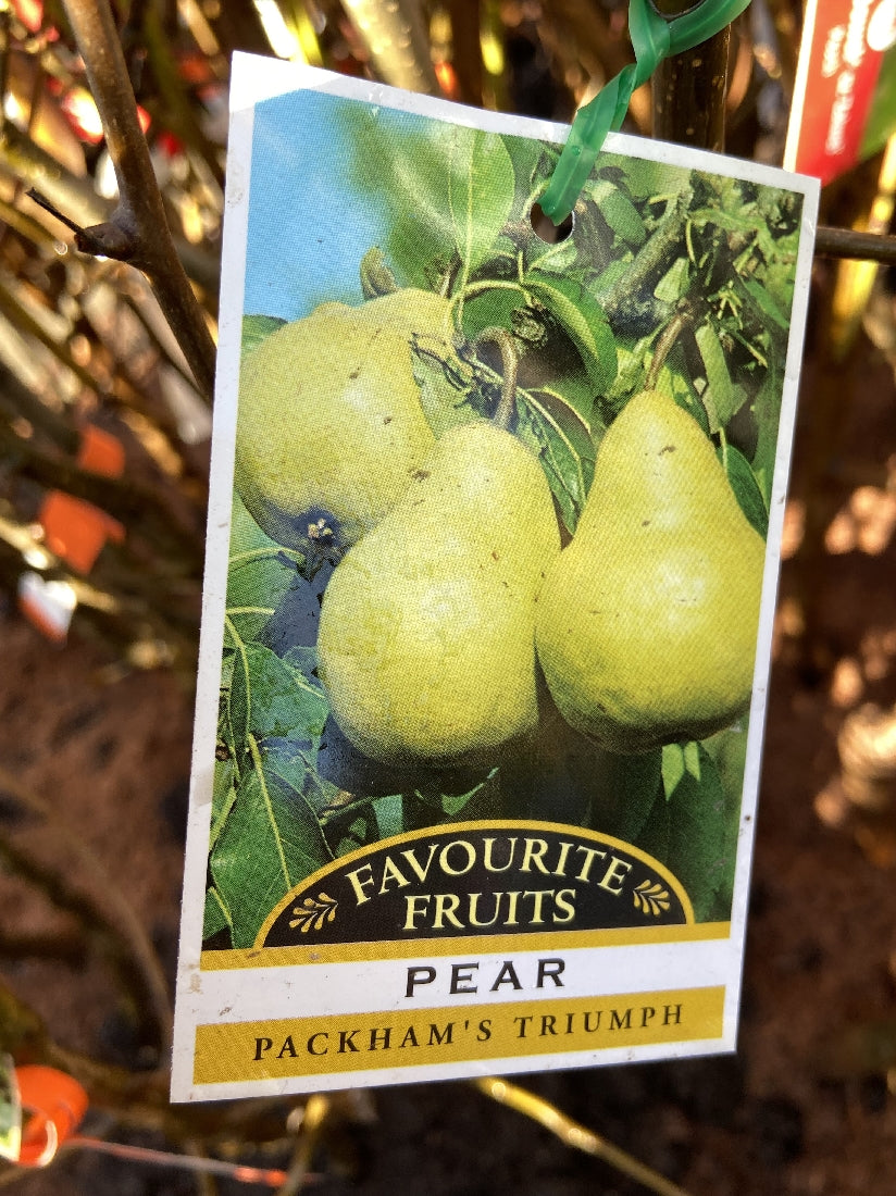 PEAR PACKHAM'S TRIUMPH 33CM – Poyntons Nursery