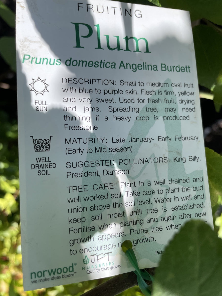 PLUM ANGELINA 33CM – Poyntons Nursery