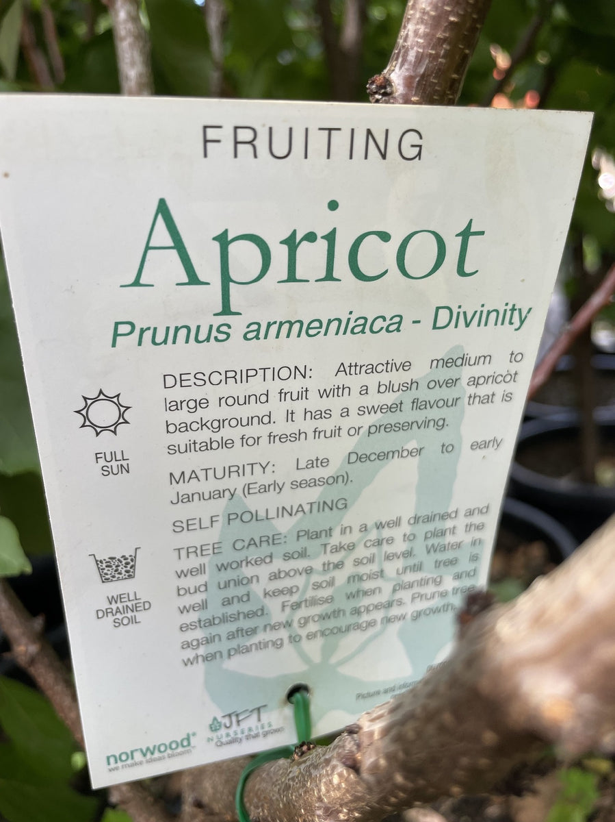 APRICOT DIVINITY 33CM – Poyntons Nursery