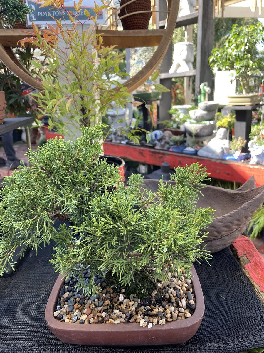 BONSAI SHIMPAKU JUNIPER – Poyntons Nursery