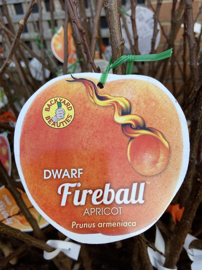 APRICOT DWARF FIREBALL BARE ROOT – Poyntons Nursery