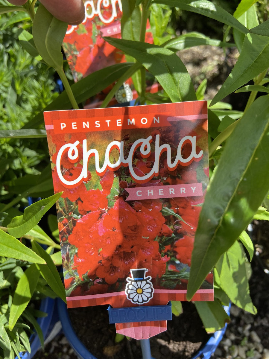 PENSTEMON CHA CHA CHERRY 14CM – Poyntons Nursery