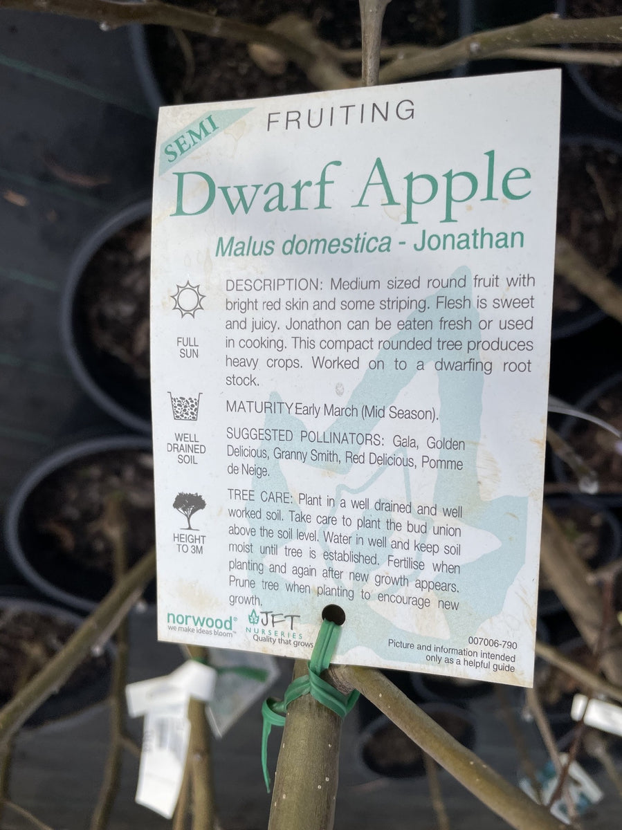 APPLE SEMI DWARF JONATHAN 30CM – Poyntons Nursery