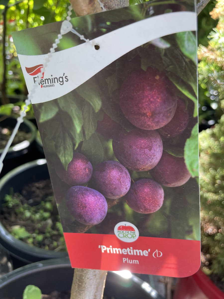 PLUM PRIMETIME 33CM – Poyntons Nursery