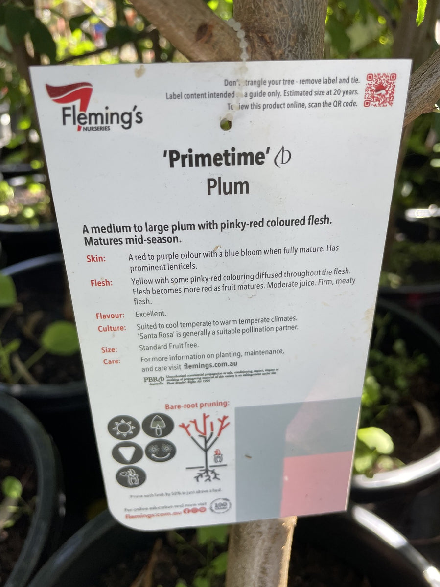 PLUM PRIMETIME 33CM – Poyntons Nursery