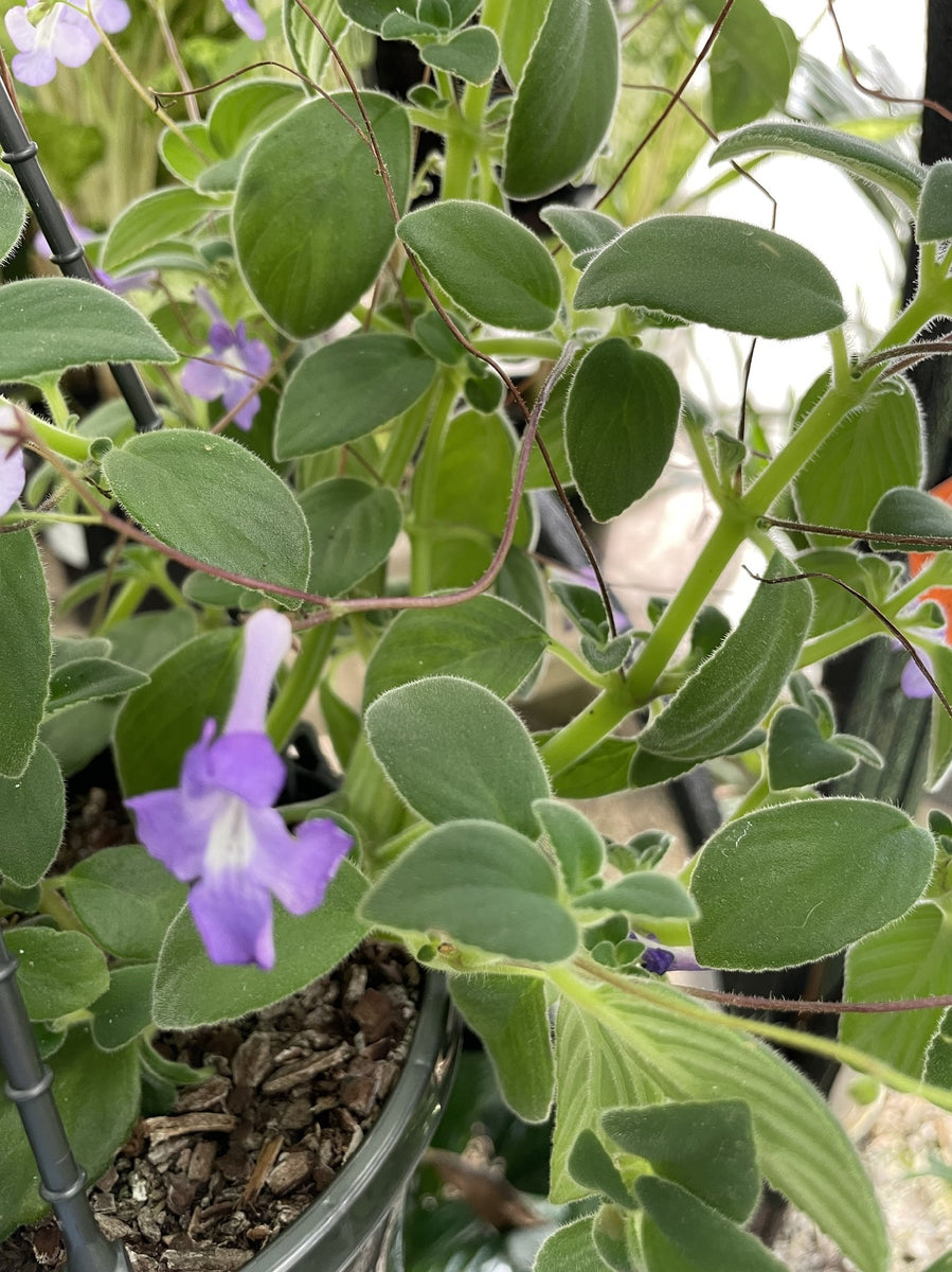 STREPTOCARPUS NODDING VIOLET 27CM HANGING BASKET – Poyntons Nursery