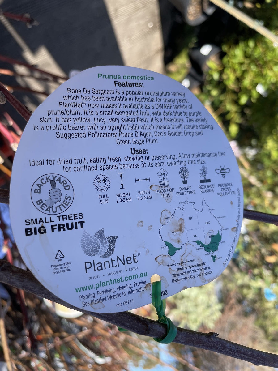 PRUNE DWARF ROBE DE SERGEANT BARE ROOT – Poyntons Nursery