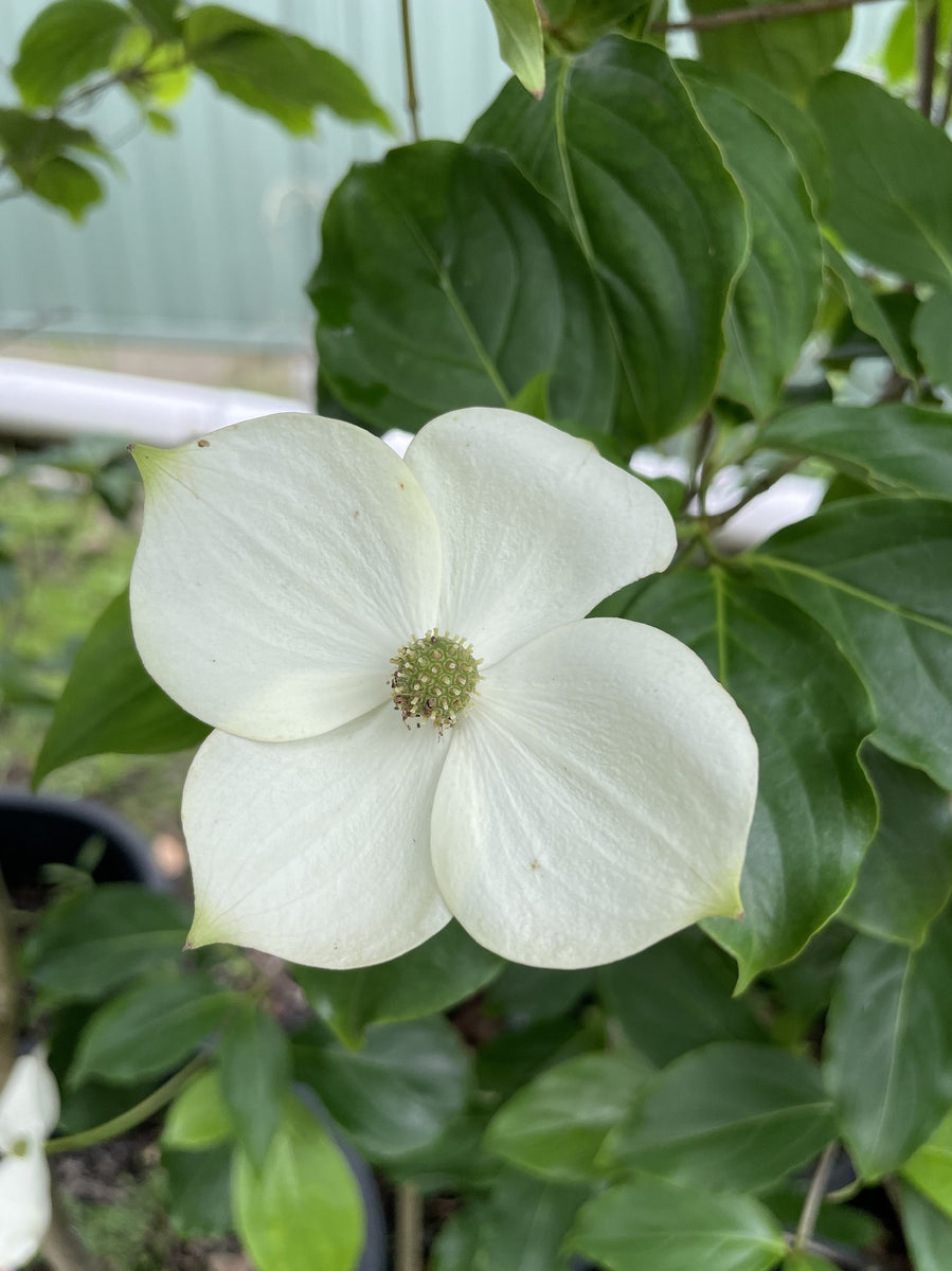 CORNUS ERIC GENNET 30CM – Poyntons Nursery