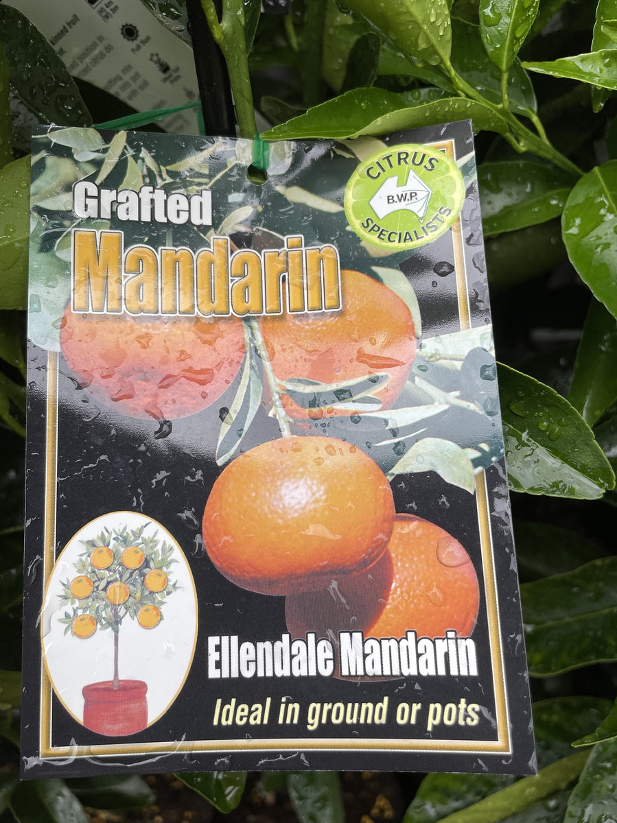 MANDARIN ELLENDALE 5LT – Poyntons Nursery