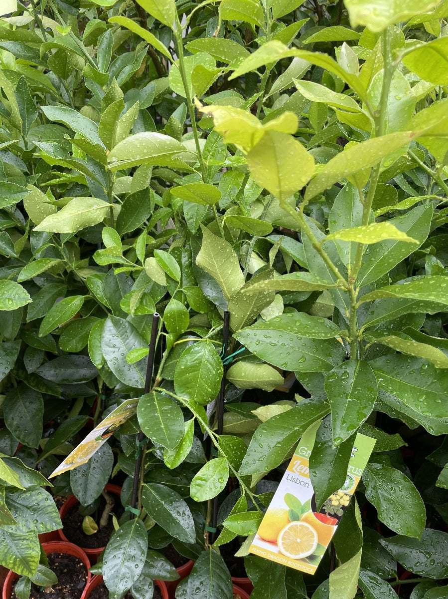 MANDARIN ELLENDALE 5LT – Poyntons Nursery