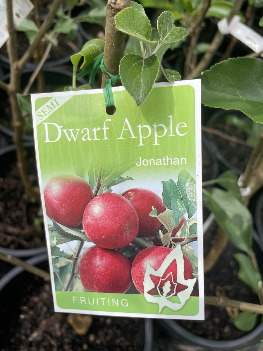 APPLE SEMI DWARF JONATHAN 25CM – Poyntons Nursery