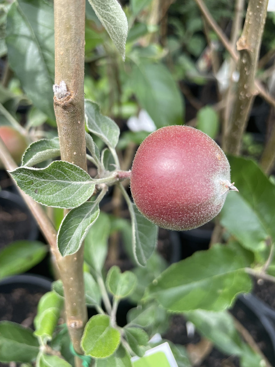 APPLE SEMI DWARF JONATHAN 25CM – Poyntons Nursery