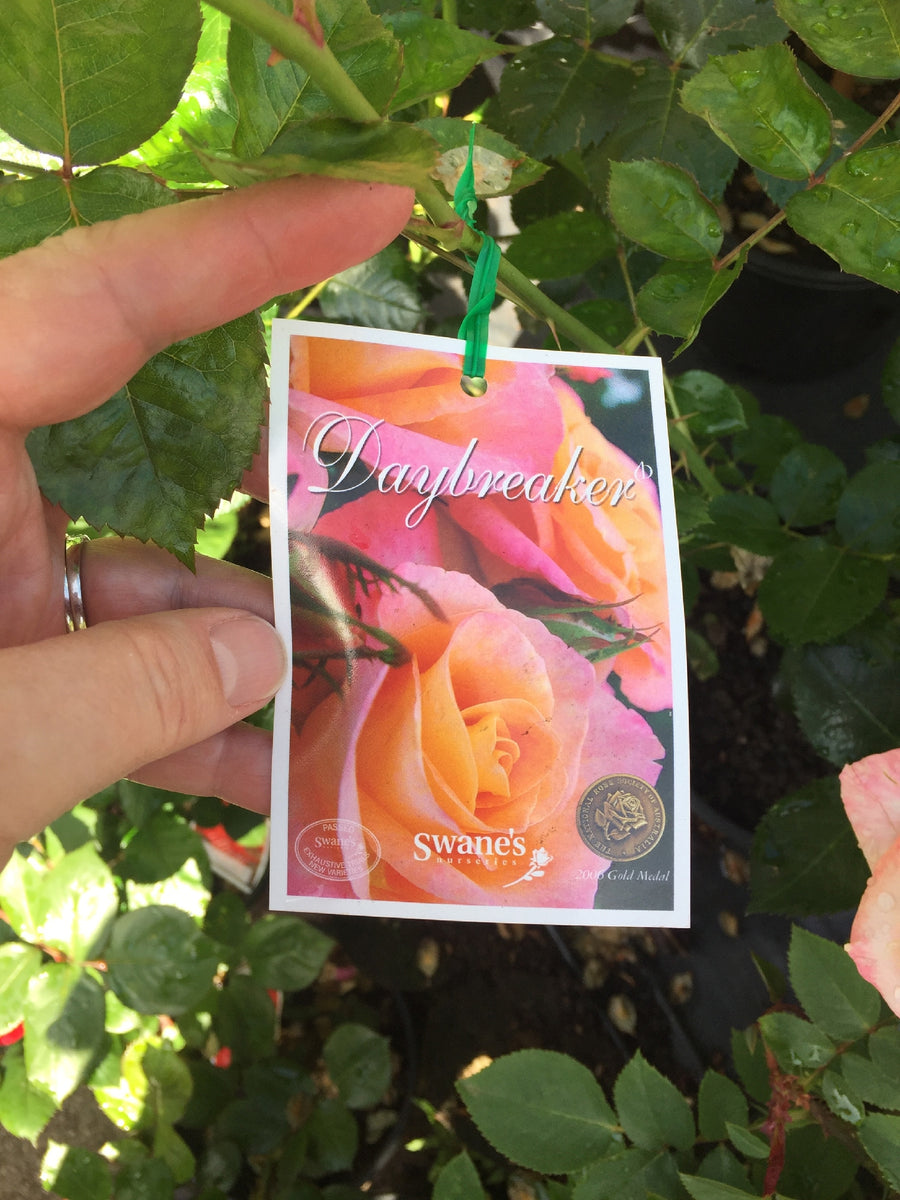 ROSE STANDARD 3FT DAYBREAKER 20CM – Poyntons Nursery