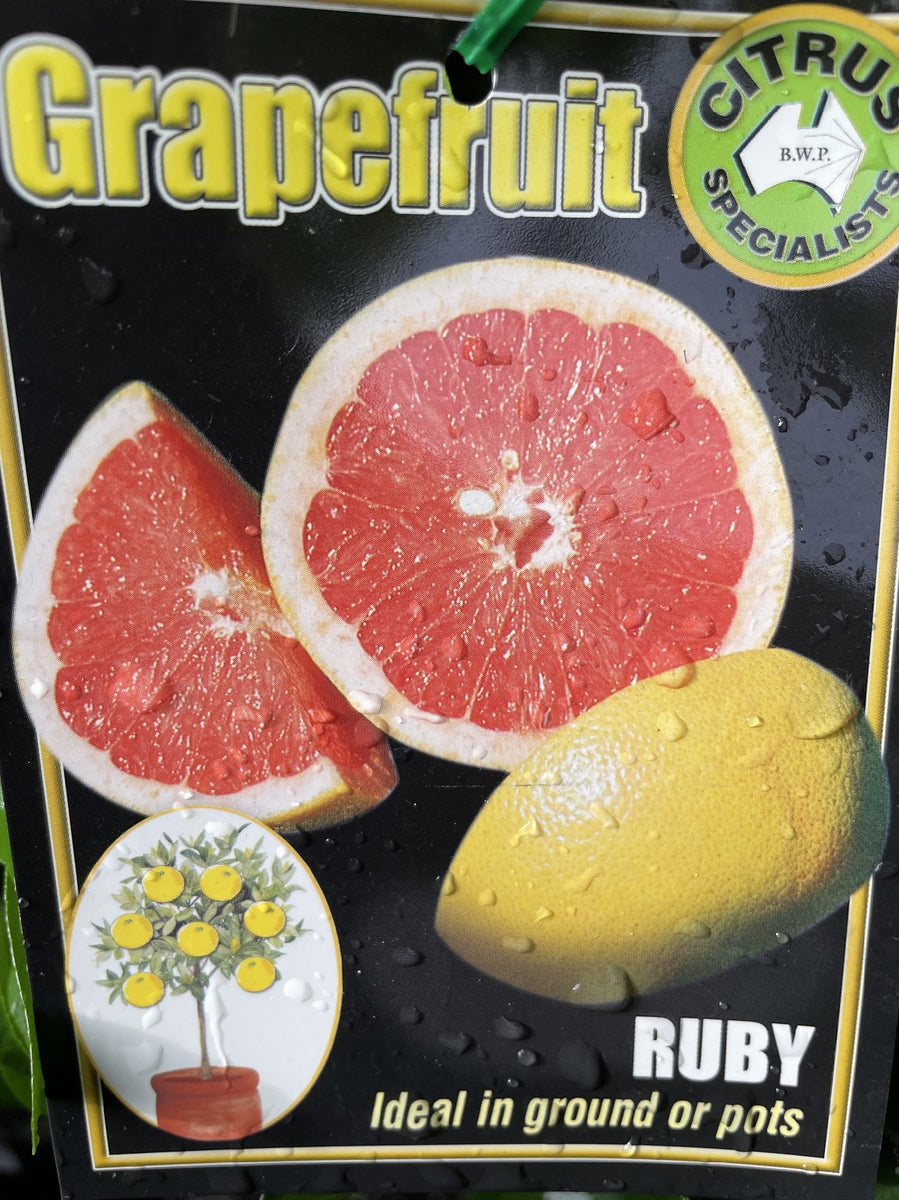 GRAPEFRUIT RUBY 5.2LTR – Poyntons Nursery