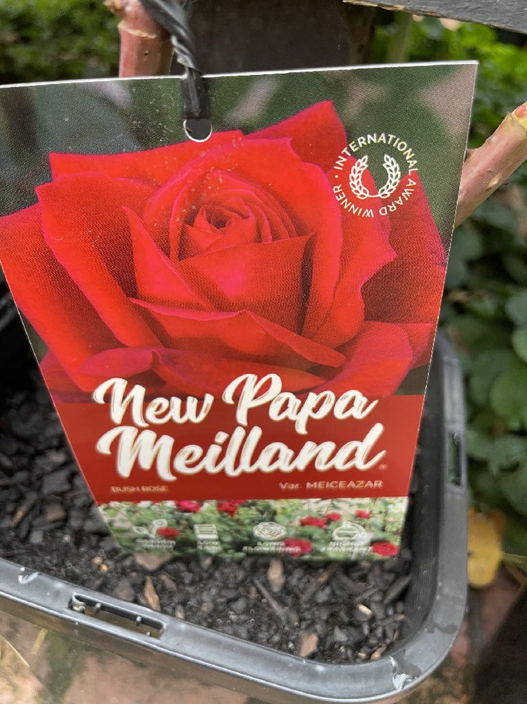 ROSE NEW PAPA MEILAND 20CM – Poyntons Nursery