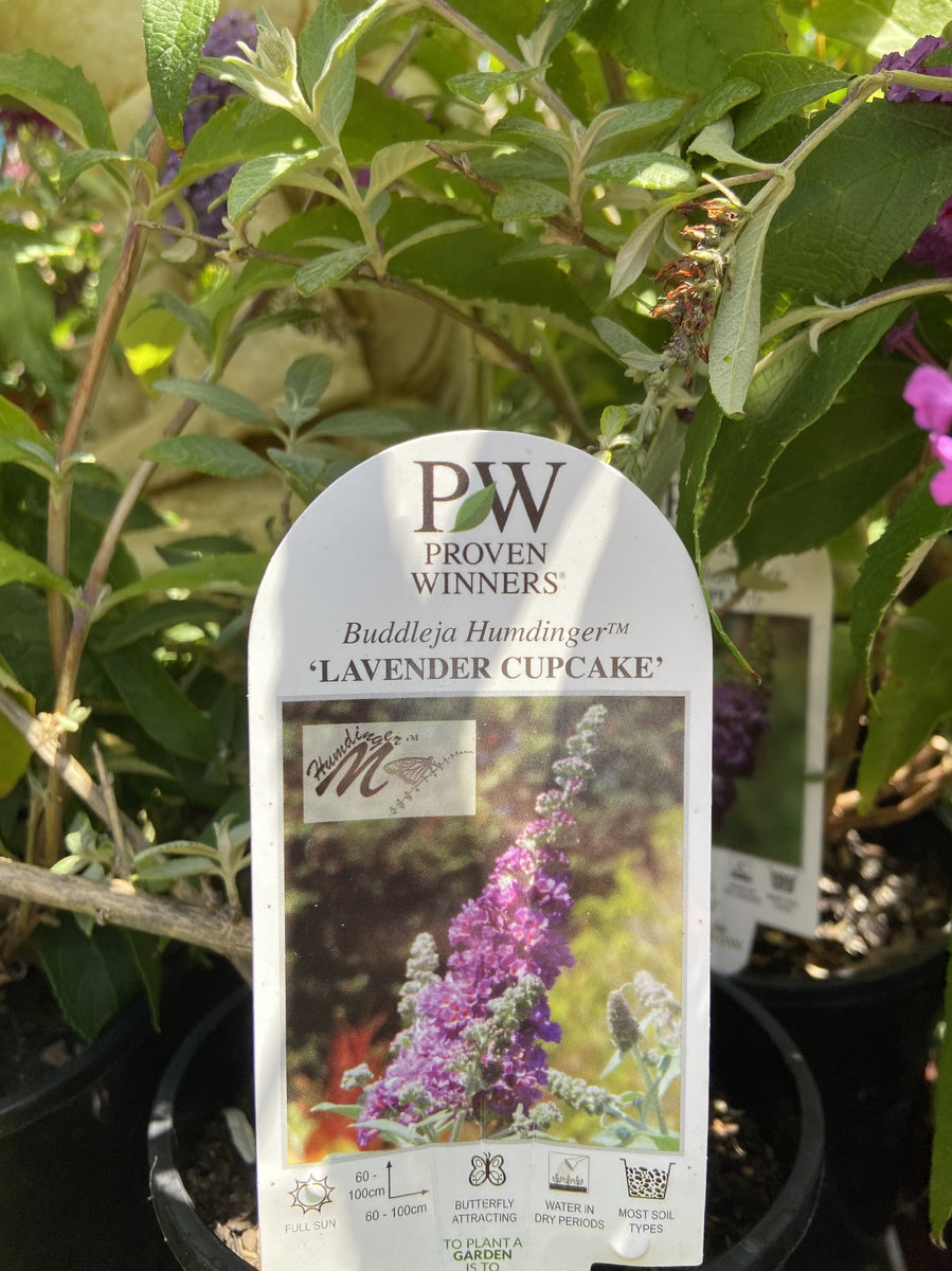 BUDDLEJA BUZZ LAVENDER CUPCAKE 14CM – Poyntons Nursery