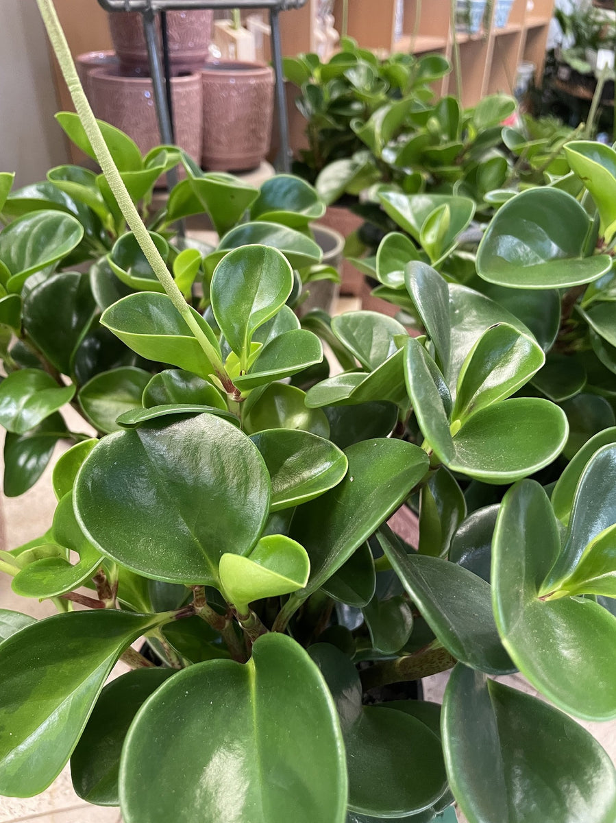 PEPEROMIA OBTUSIFOLIA JADE 20CM – Poyntons Nursery
