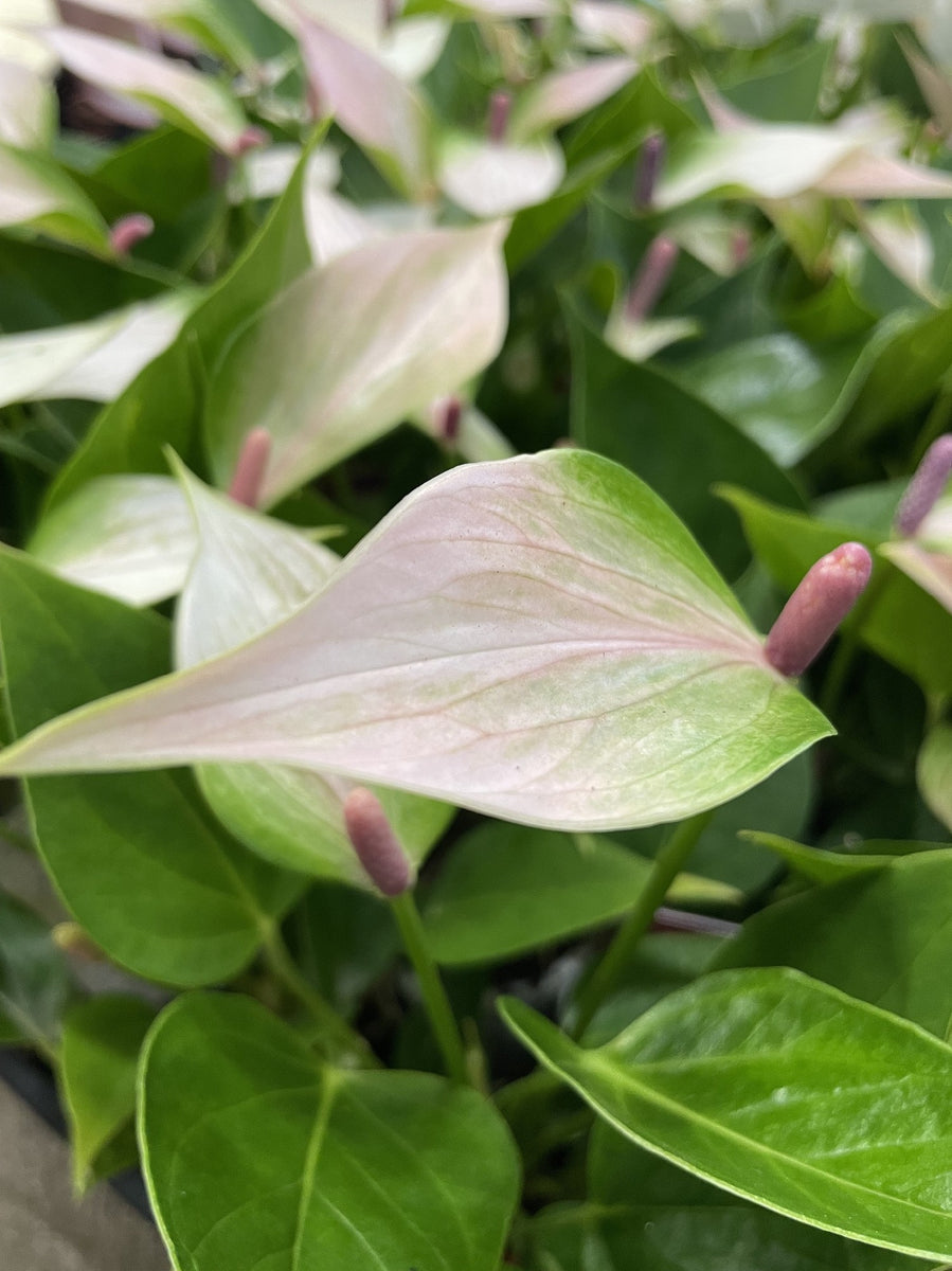 ANTHURIUM NANO SWEET 9CM – Poyntons Nursery