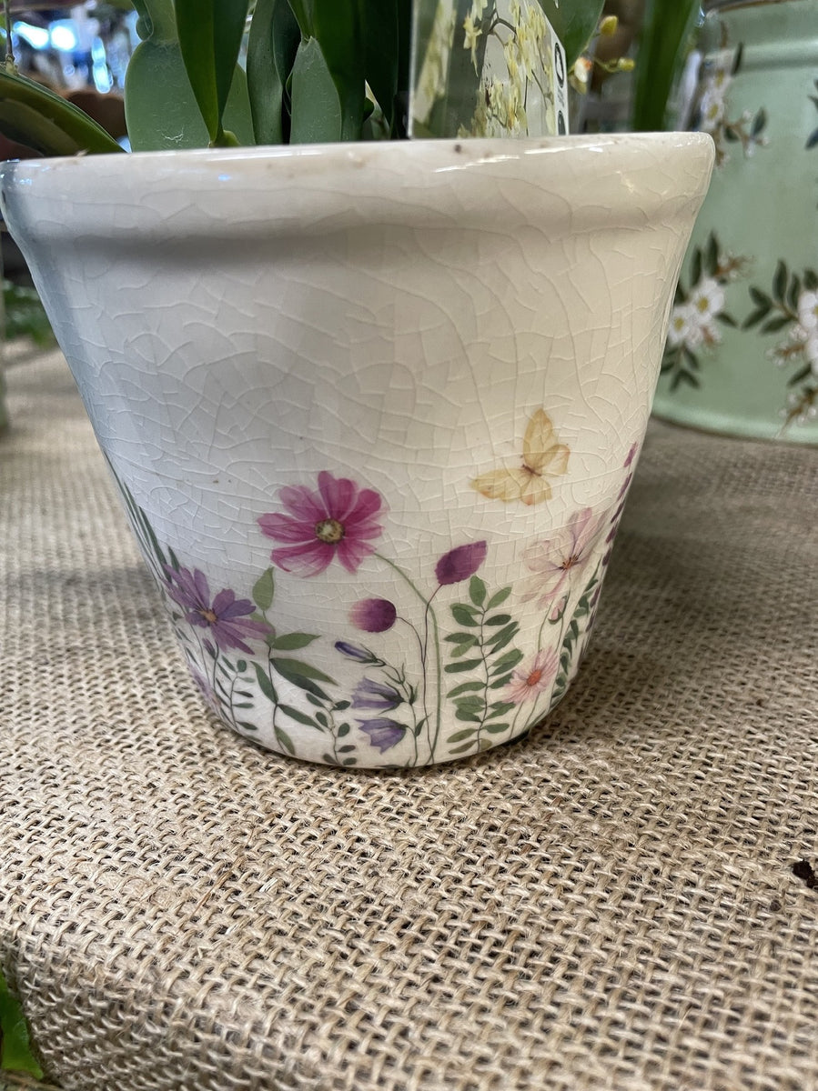 POT WILDFLOWER TALL SMALL – Poyntons Nursery