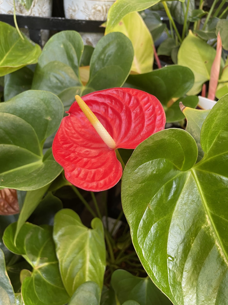 ANTHURIUM RED VICTORY 25CM – Poyntons Nursery