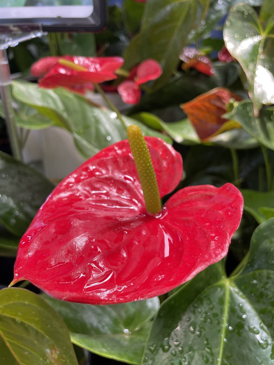 ANTHURIUM RED VICTORY 20CM – Poyntons Nursery