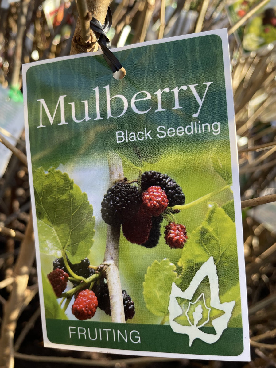 MULBERRY BLACK SEEDLING GROWN BARE ROOT – Poyntons Nursery