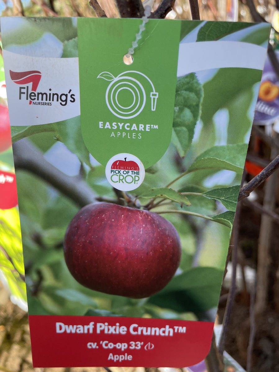 APPLE DWARF PIXIE CRUNCH -cv. CO-OP 33 BARE ROOT – Poyntons Nursery