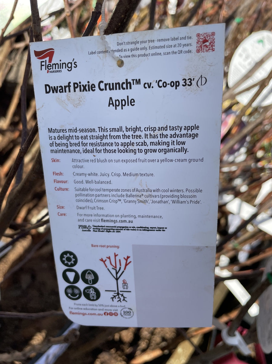 APPLE DWARF PIXIE CRUNCH -cv. CO-OP 33 BARE ROOT – Poyntons Nursery