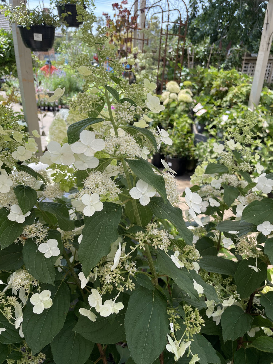 HYDRANGEA PANICULATA GREENSPIRE 30CM – Poyntons Nursery
